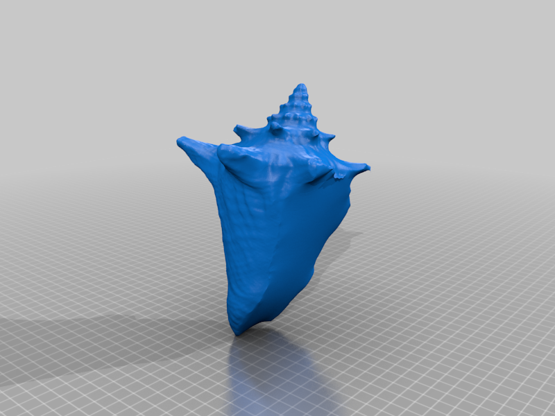 Free 3D file seashell・3D printing idea to download・Cults