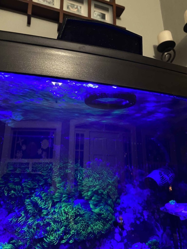 Free STL file Fish Feeding Ring - Biocube 32・3D print object to ...