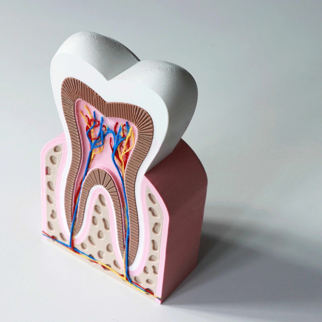 Free 3D file Healthy Tooth Model 🦷・Template to download and 3D print・Cults
