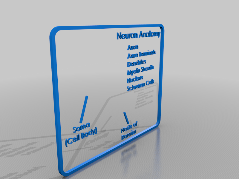 Archivo STL gratuito Modelo de anatomía de las neuronas 🩻・Objeto ...