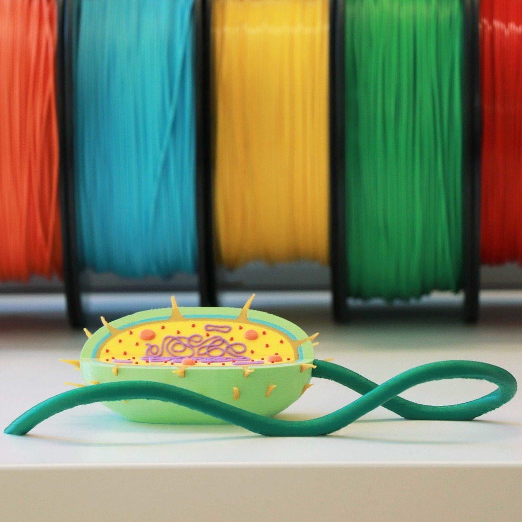 Free STL file Bacteria (Prokaryotic) Cell 🧪・3D printable design to ...