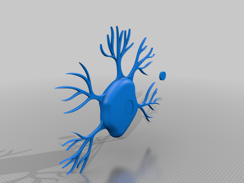 Archivo STL gratuito Modelo de anatomía de las neuronas 🩻・Objeto ...