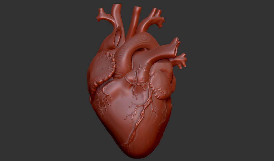 STL file HUMAN HEART ️ ・3D printable model to download・Cults