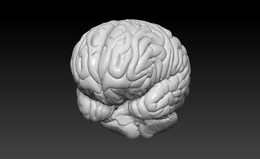 Free STL file Human Brain Structure ( Educational Prints ) 🧠・3D print ...