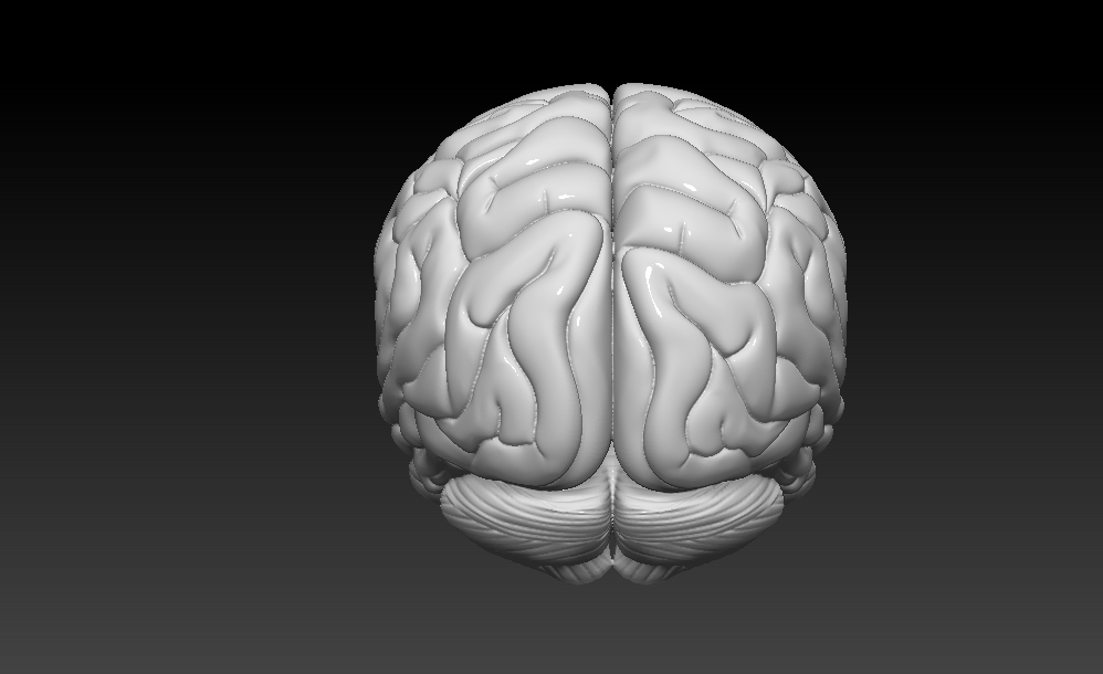 Free STL file Human Brain Structure ( Educational Prints ) 🧠・3D print ...