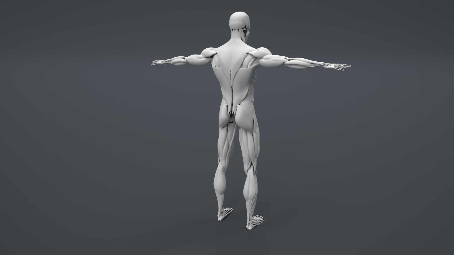 Free STL file Human Muscles Structure ( Educational Prints ) 👹・3D print ...