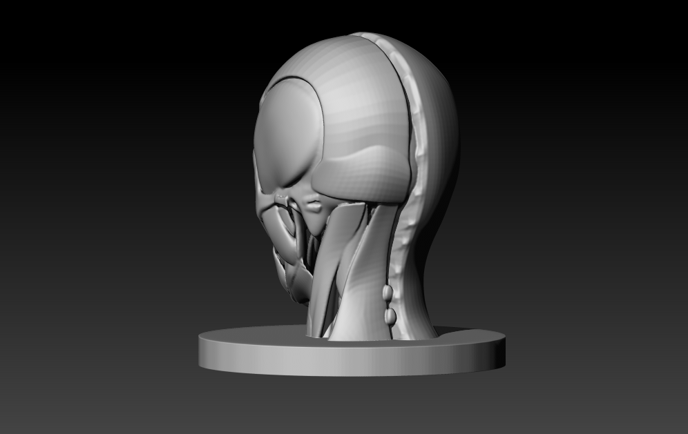 Free STL file Head Muscle Anatomy 👹・3D print model to download・Cults