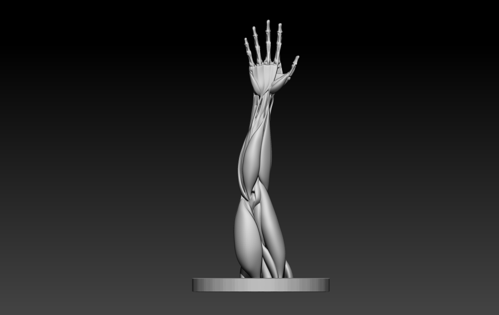 Free STL file Human Arm Anatomy (Male) 💪・3D print design to download・Cults