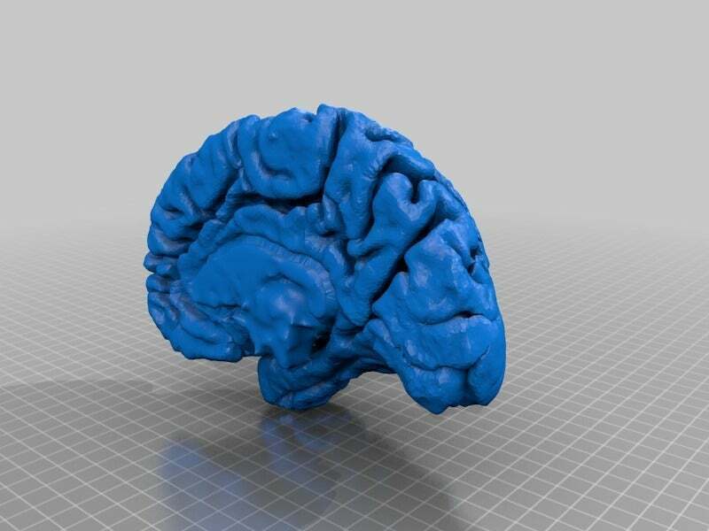 Free STL file Human Cerebral Cortex・3D printing design to download・Cults