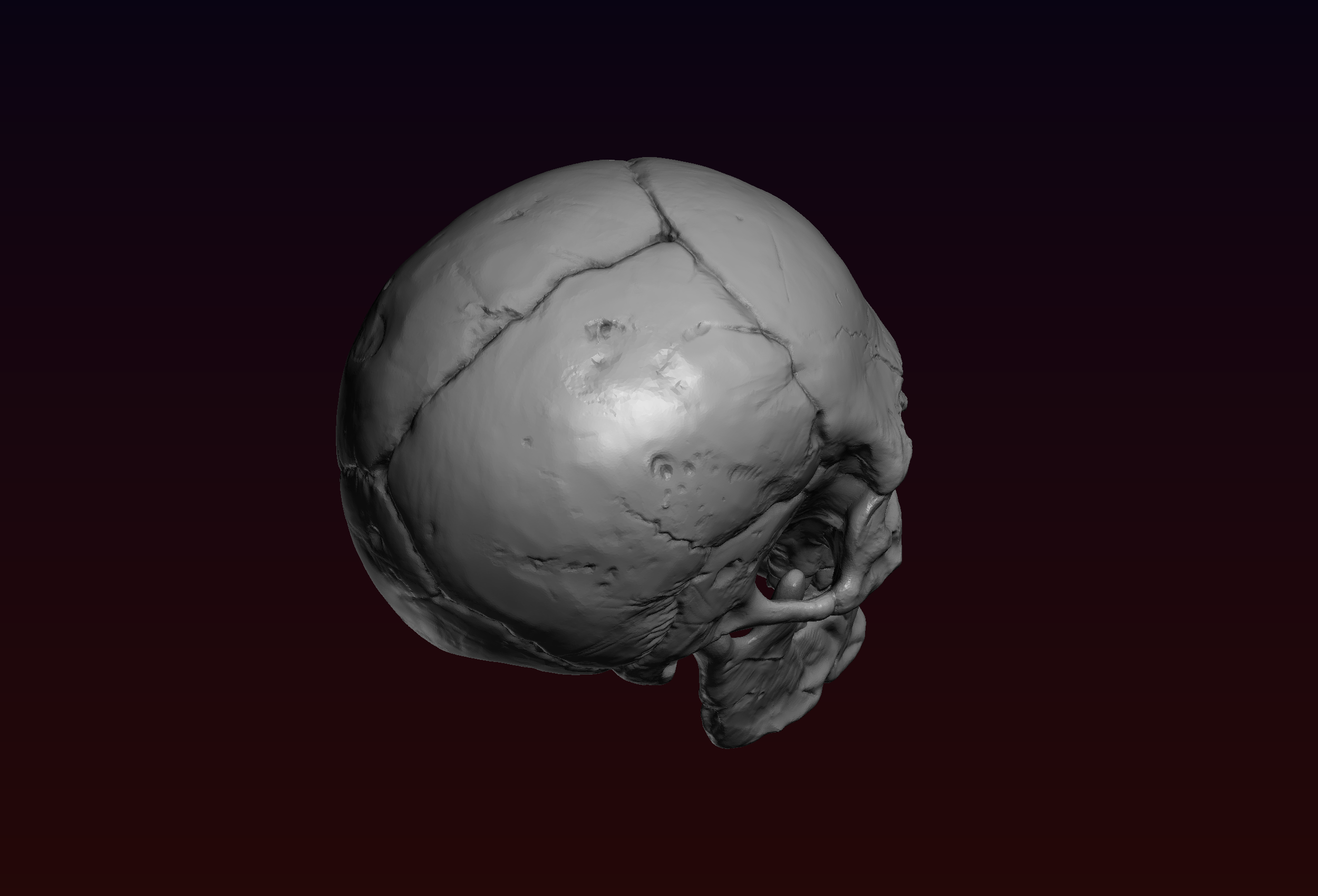 STL file Skull detailed 💀・3D printer model to download・Cults