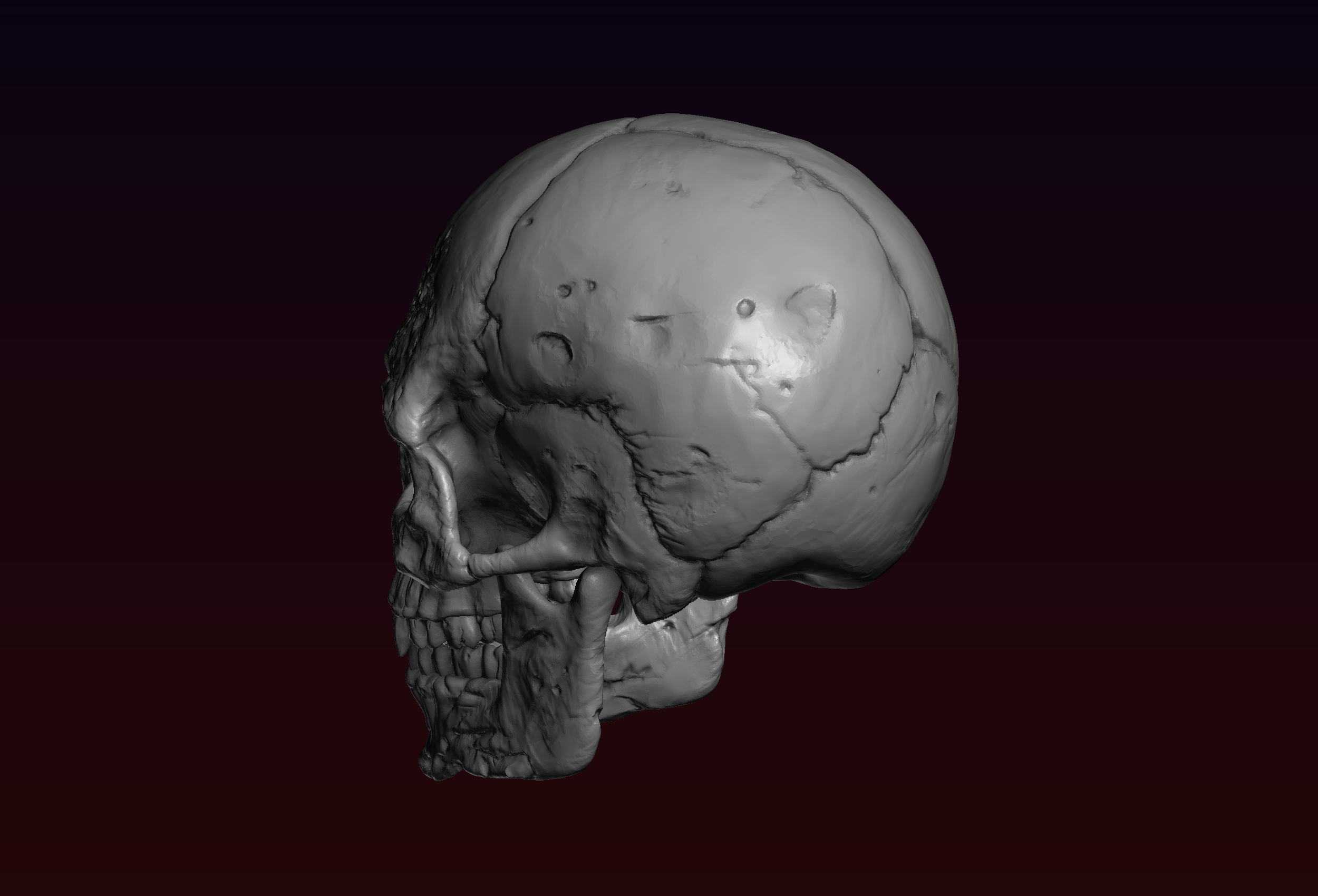 STL file Skull detailed 💀・3D printer model to download・Cults