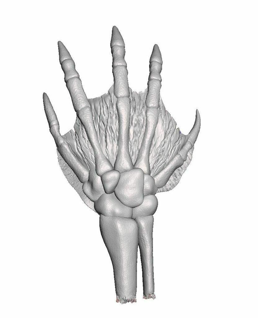 Free 3D file creature hand・3D print design to download・Cults
