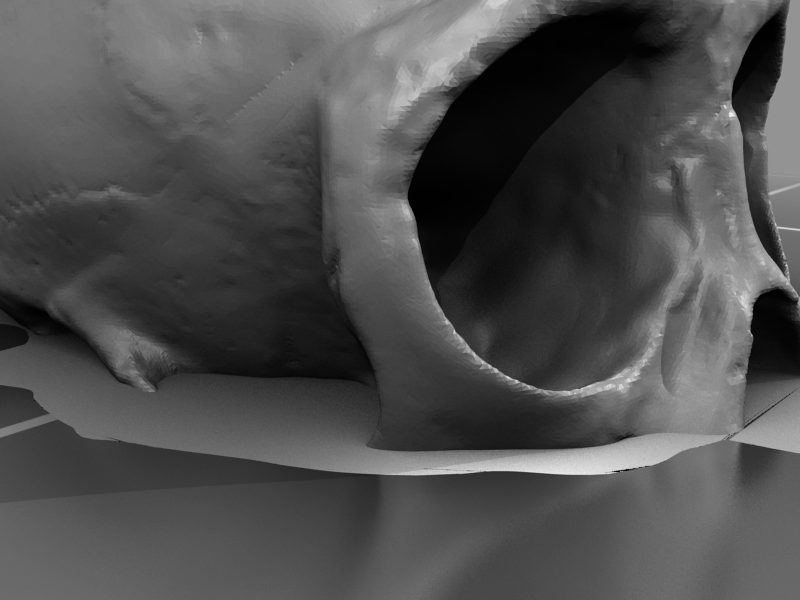 Free 3D file Darwin skull 01・3D printing idea to download・Cults