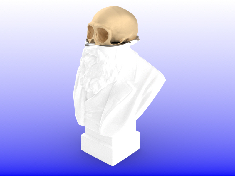 Free 3D file Darwin skull 01・3D printing idea to download・Cults