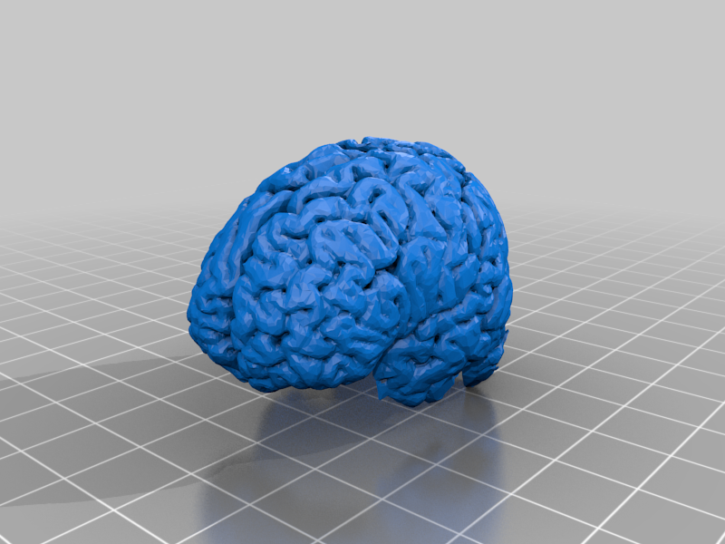 Free STL file Bobbling Brain 🧠・3D printer model to download・Cults