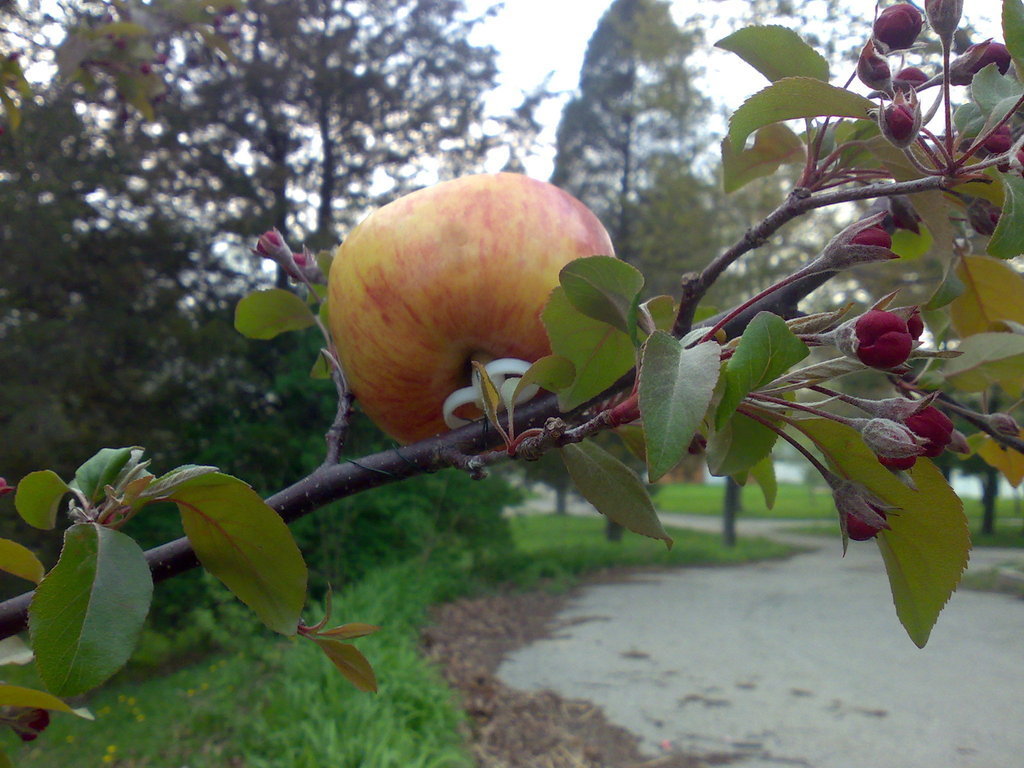 Free 3D file Fruit Holder・3D print model to download・Cults