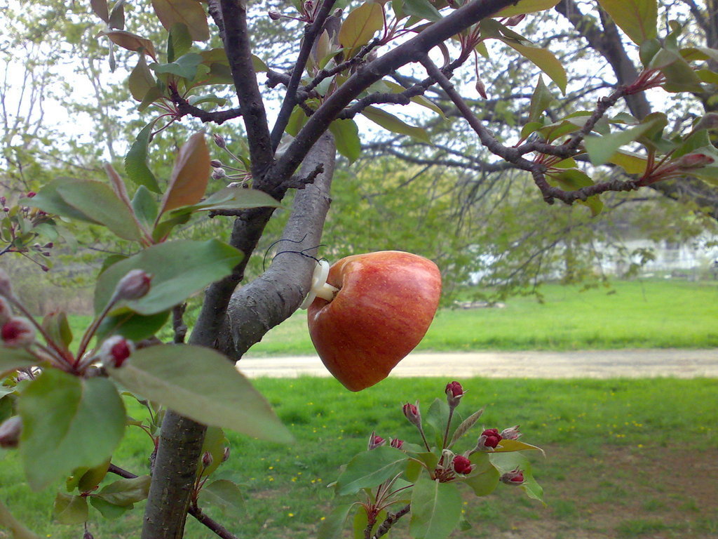 Free 3D file Fruit Holder・3D print model to download・Cults