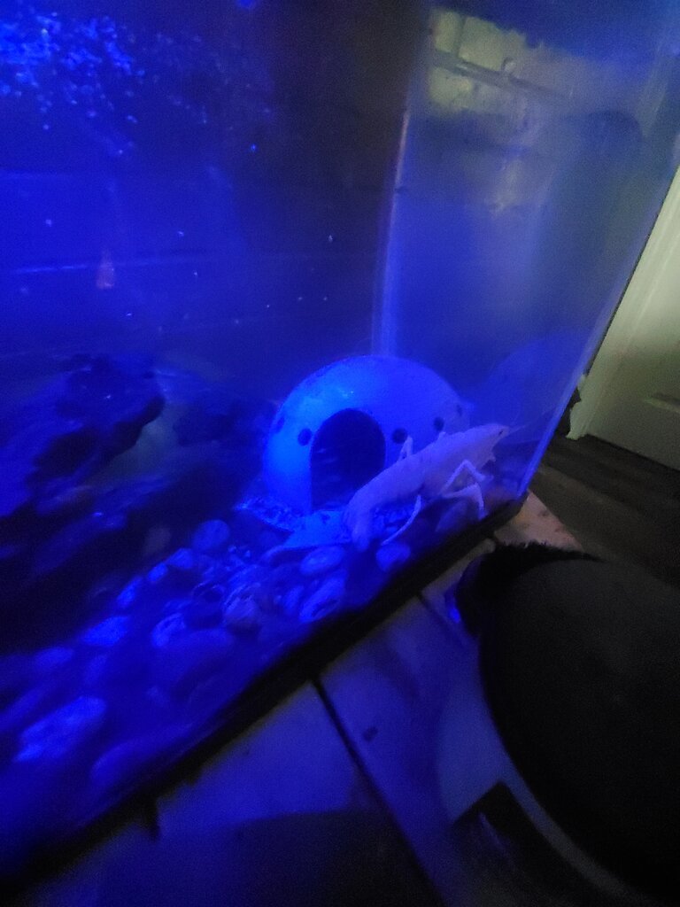 Free 3D file Alien fish hide・3D printing idea to download・Cults