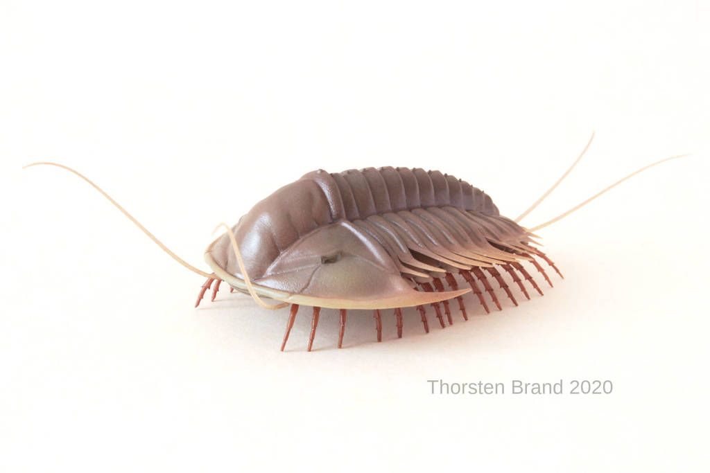 Free 3D file Olenoides serratus (trilobite)・3D printing design to ...