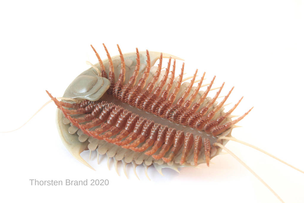 Free 3D file Olenoides serratus (trilobite)・3D printing design to ...
