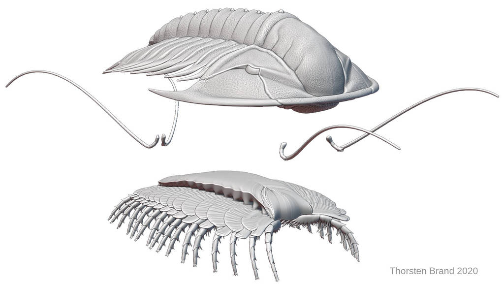 Archivo 3D gratis Olenoides serratus (trilobite)・Diseño de impresión 3D ...