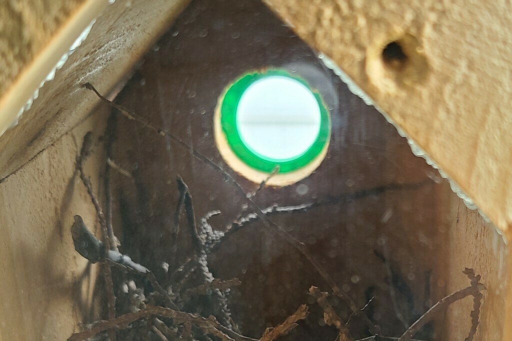 Free 3D file Birdhouse/nestbox entrance restrictor plates・3D printing ...
