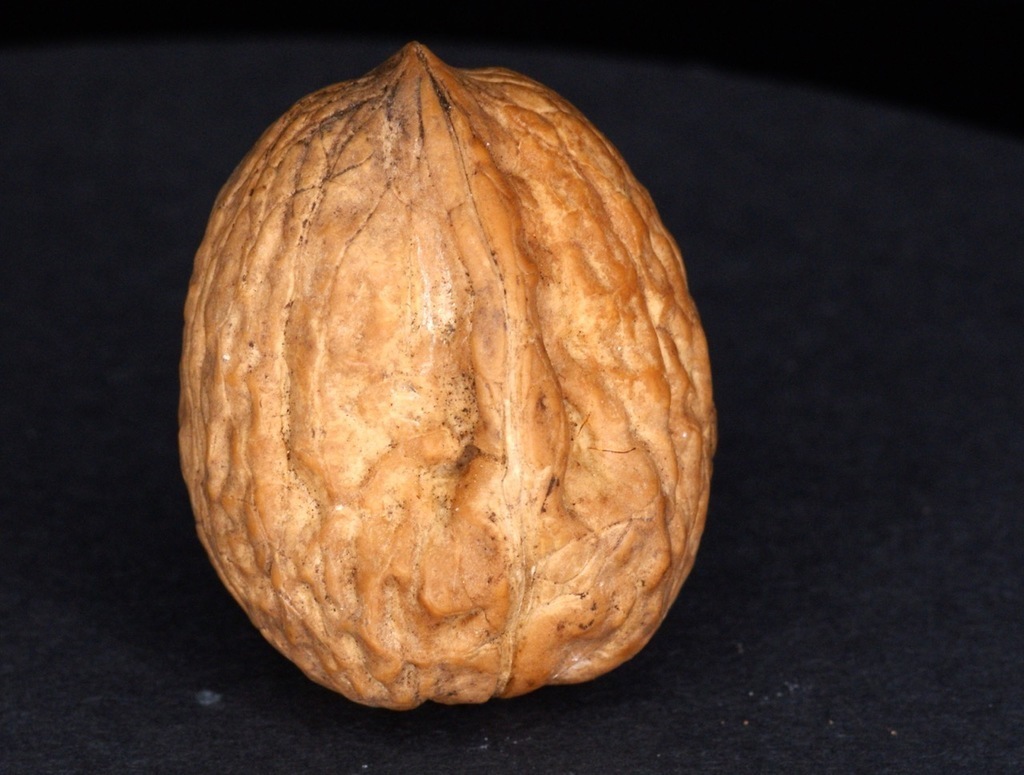 Free 3D file Gilded Walnut Christmas Decoration 🎄・3D printable object ...