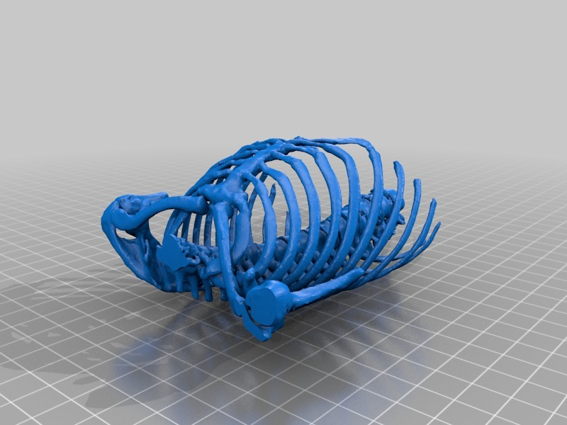 Free 3D file Human Thorax Repaired・3D printer model to download・Cults