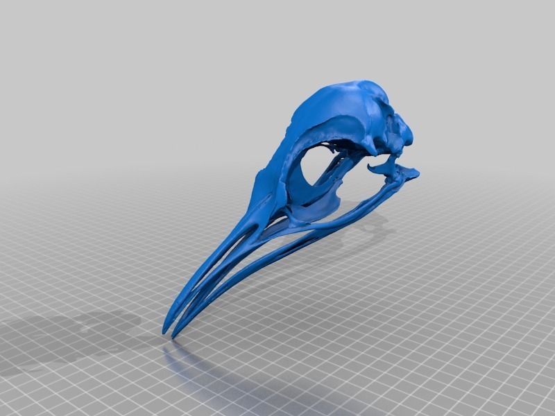 Free 3D file Penguin Skull (Aptenodytes forsteri) - Emperor Penguin ...