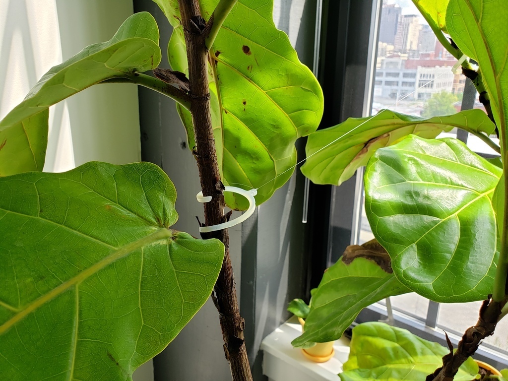 Archivo 3D gratis Plant Trainer Tie (Two Sizes)・Diseño por impresión en ...