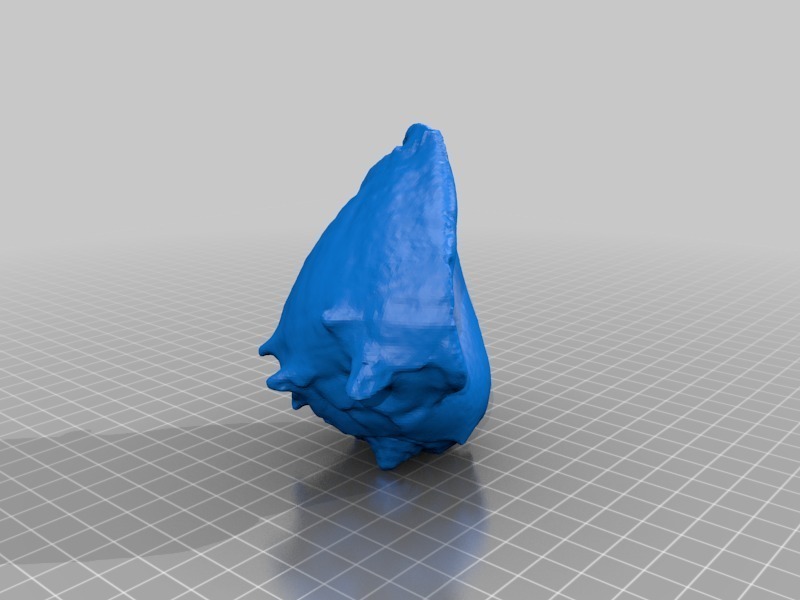 Free 3D file Shell Pendant 🐚・3D printable object to download・Cults