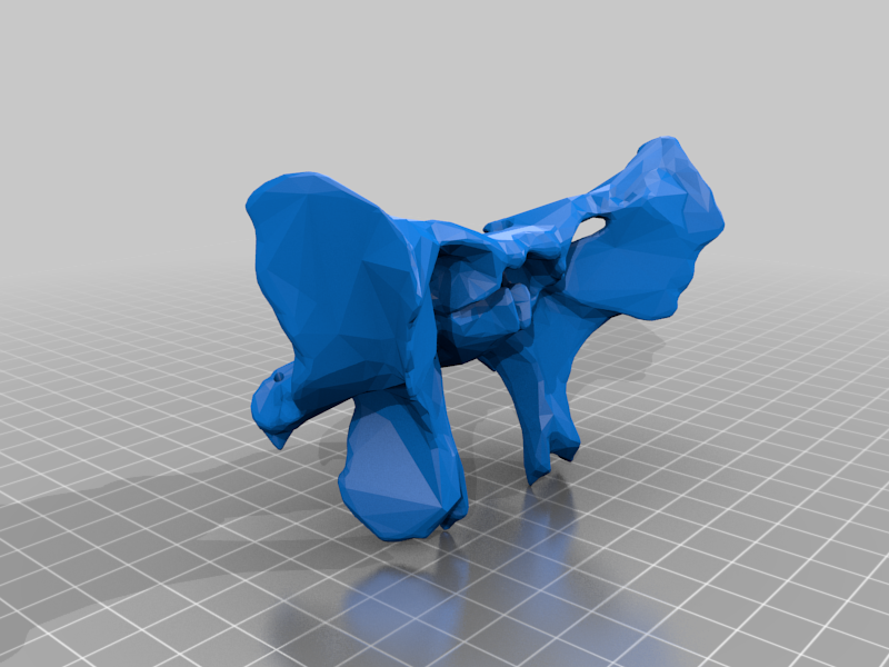 Free 3D file BodyParts3D sphenoid bone with pterygoid canal and foramen ...