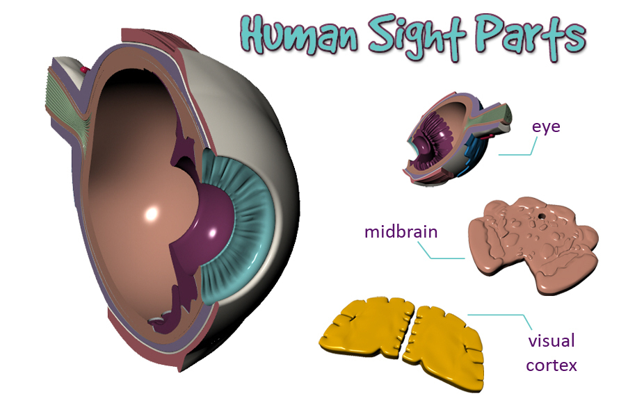 Free 3D file Human Sight Parts (Eye, midbrain and visual cortex) 👁️・3D printing template to ...