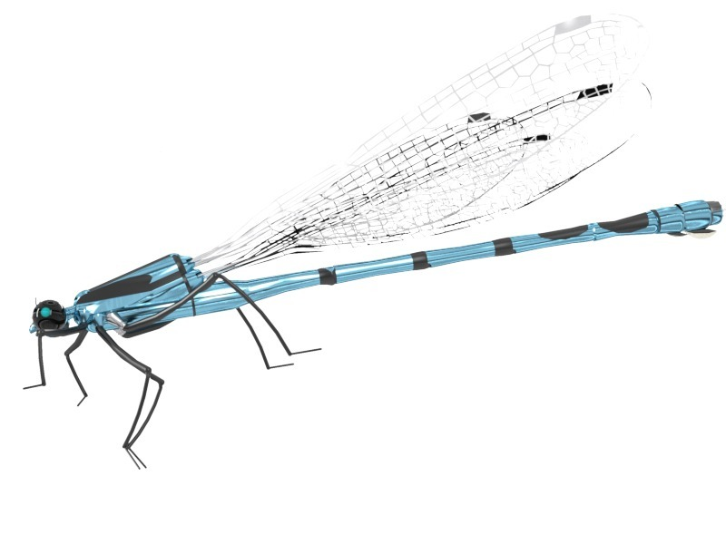 Free 3D file Damseifly created in PARTsolutions 🤖・3D printing template ...