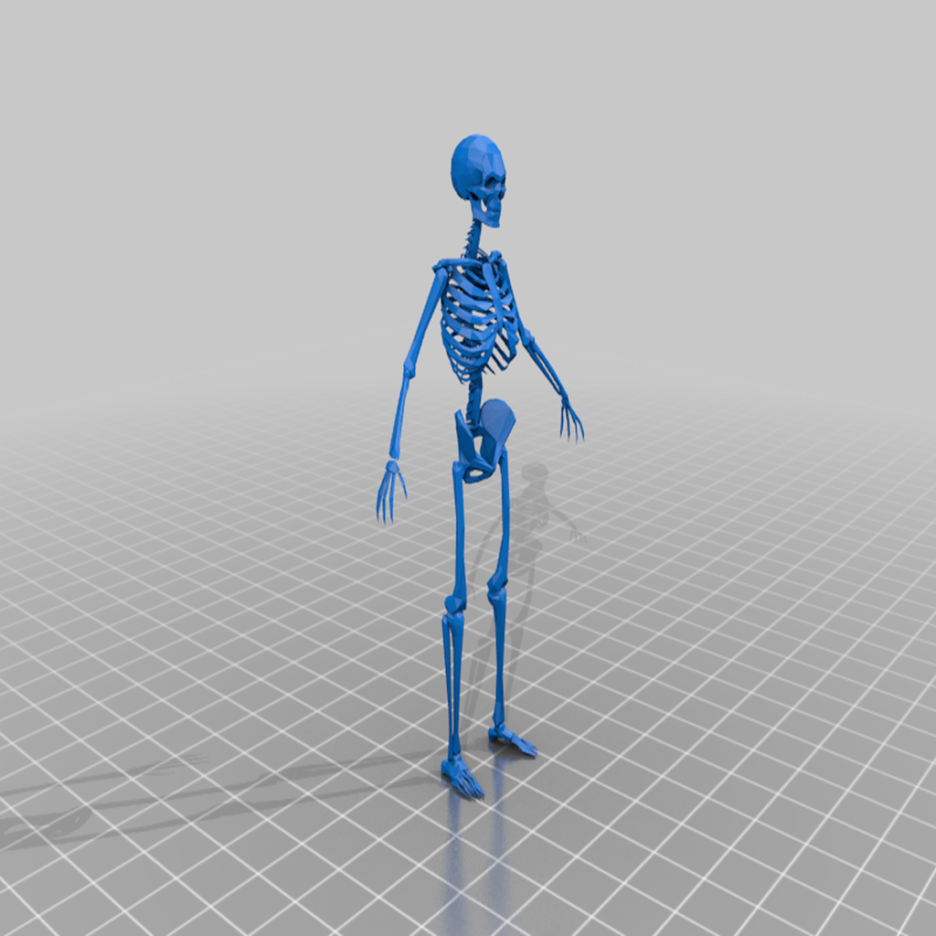 Free 3D file Skeleton 💀・3D printer design to download・Cults