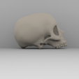 Download 3D printer designs Real skull ・ Cults