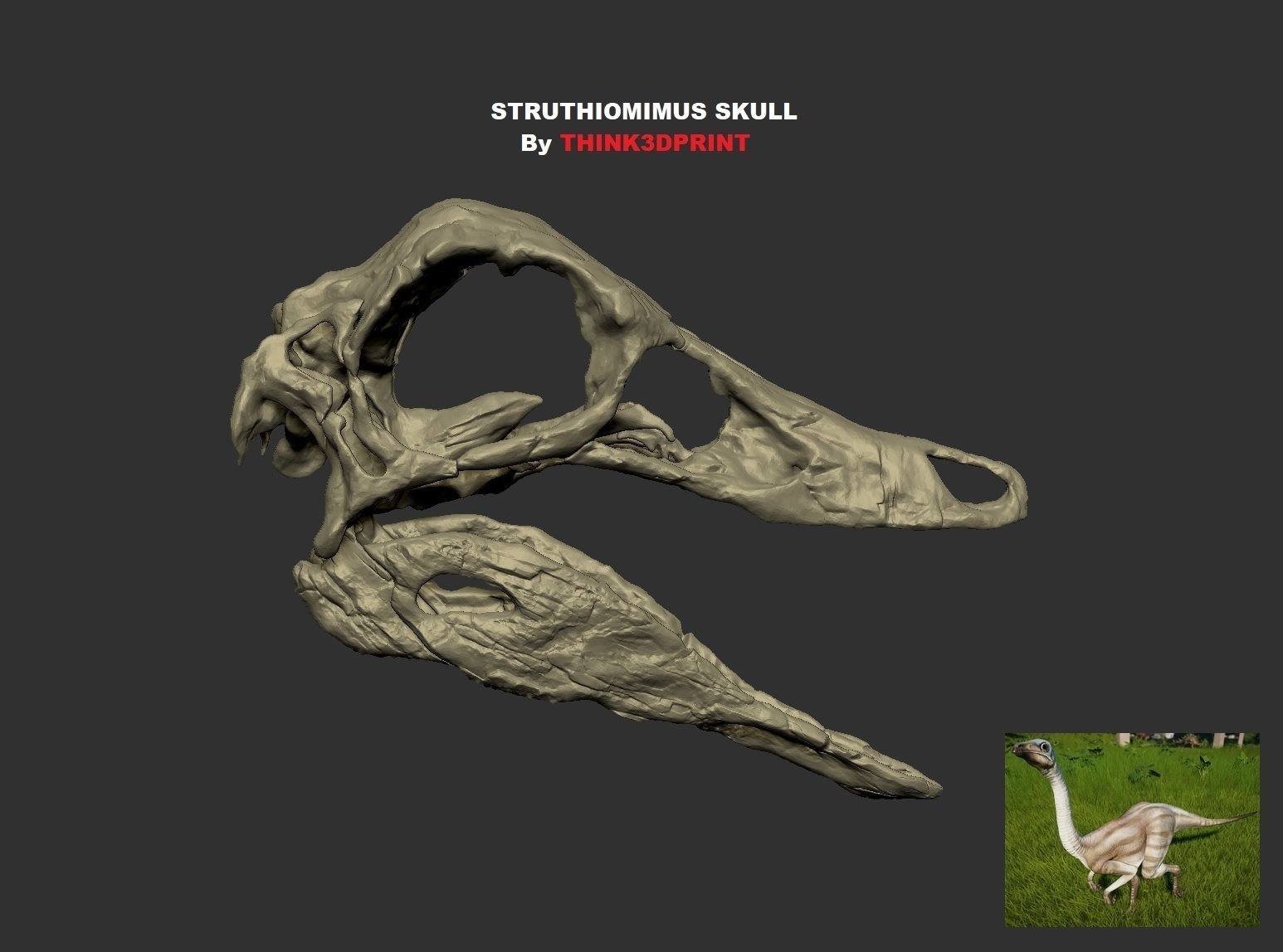 Archivo STL Cráneo de dinosaurio - Struthiomimus altus 🖨️・Objeto de ...
