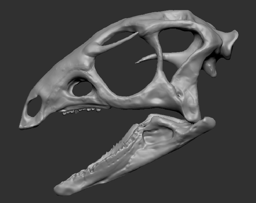 STL file Dryosaurus Altus - Dinosaur Skull・Model to download and 3D ...