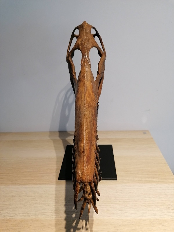 STL file Pterosaur skull - Boreopterus 💀・3D printable design to ...