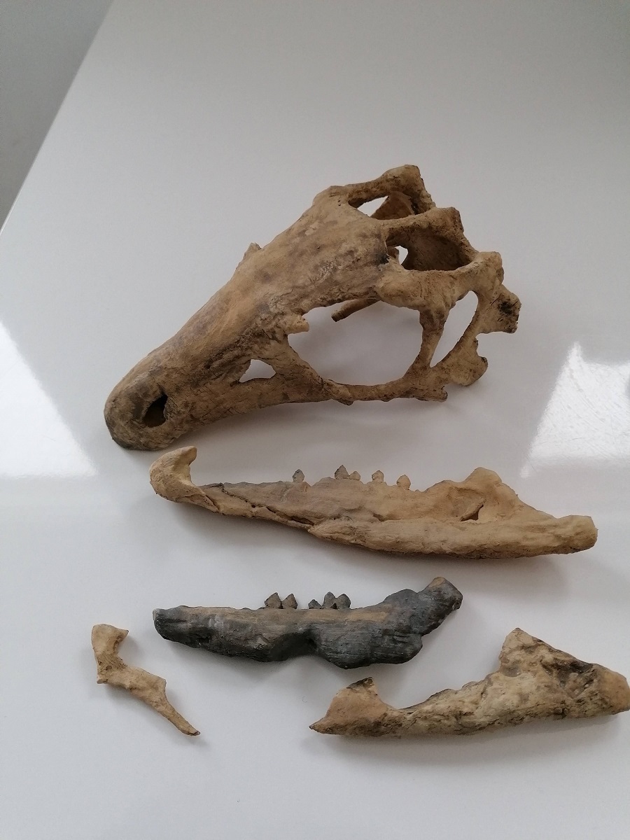 STL file Dinosaur Skull - Nanosaurus 🦖・Model to download and 3D print・Cults