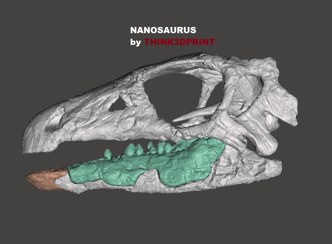 STL file Dinosaur Skull - Nanosaurus 🦖・Model to download and 3D print・Cults