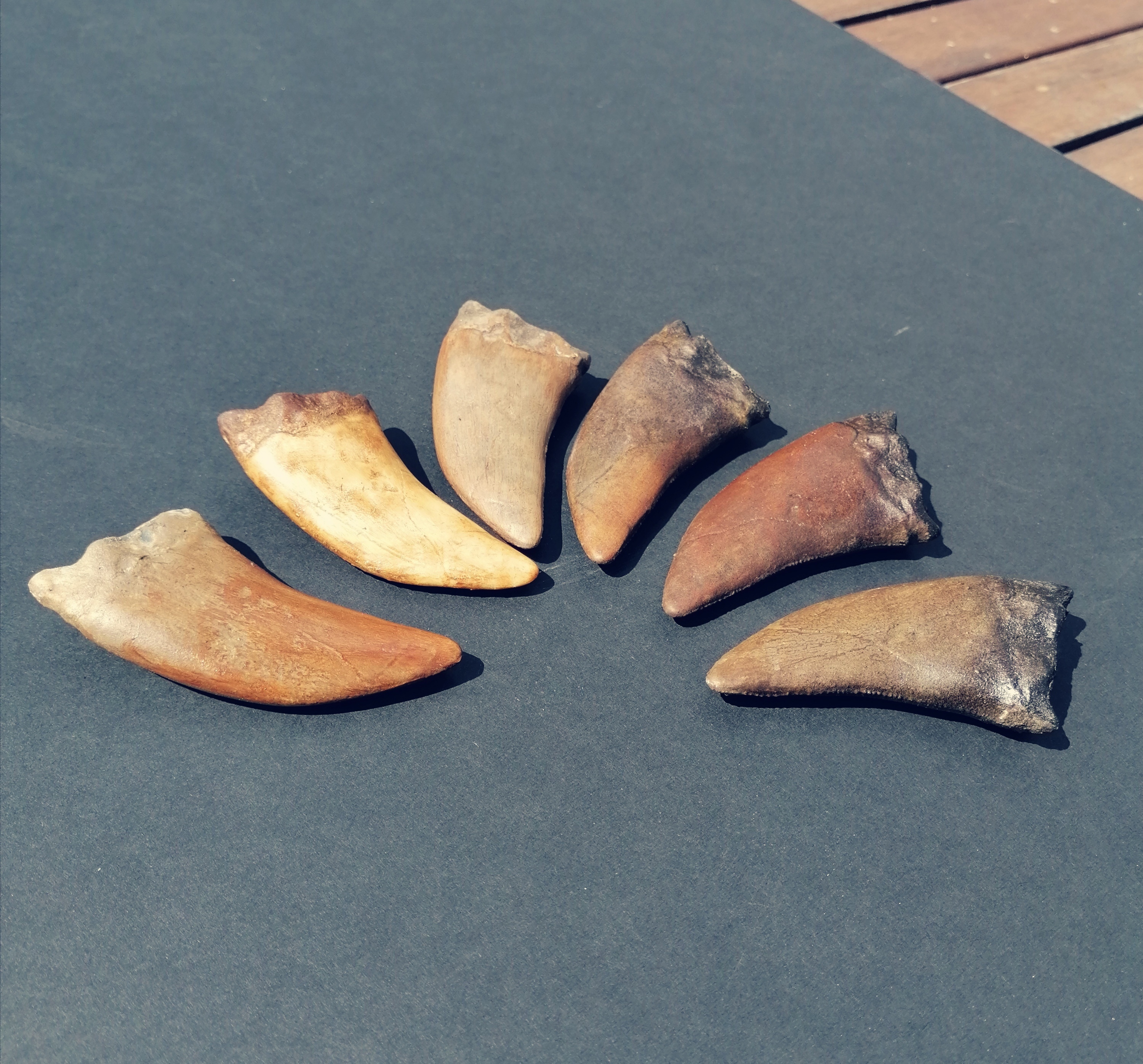 Download OBJ file Dinosaur Tooth - Tyrannosaurus indet. • 3D printable ...