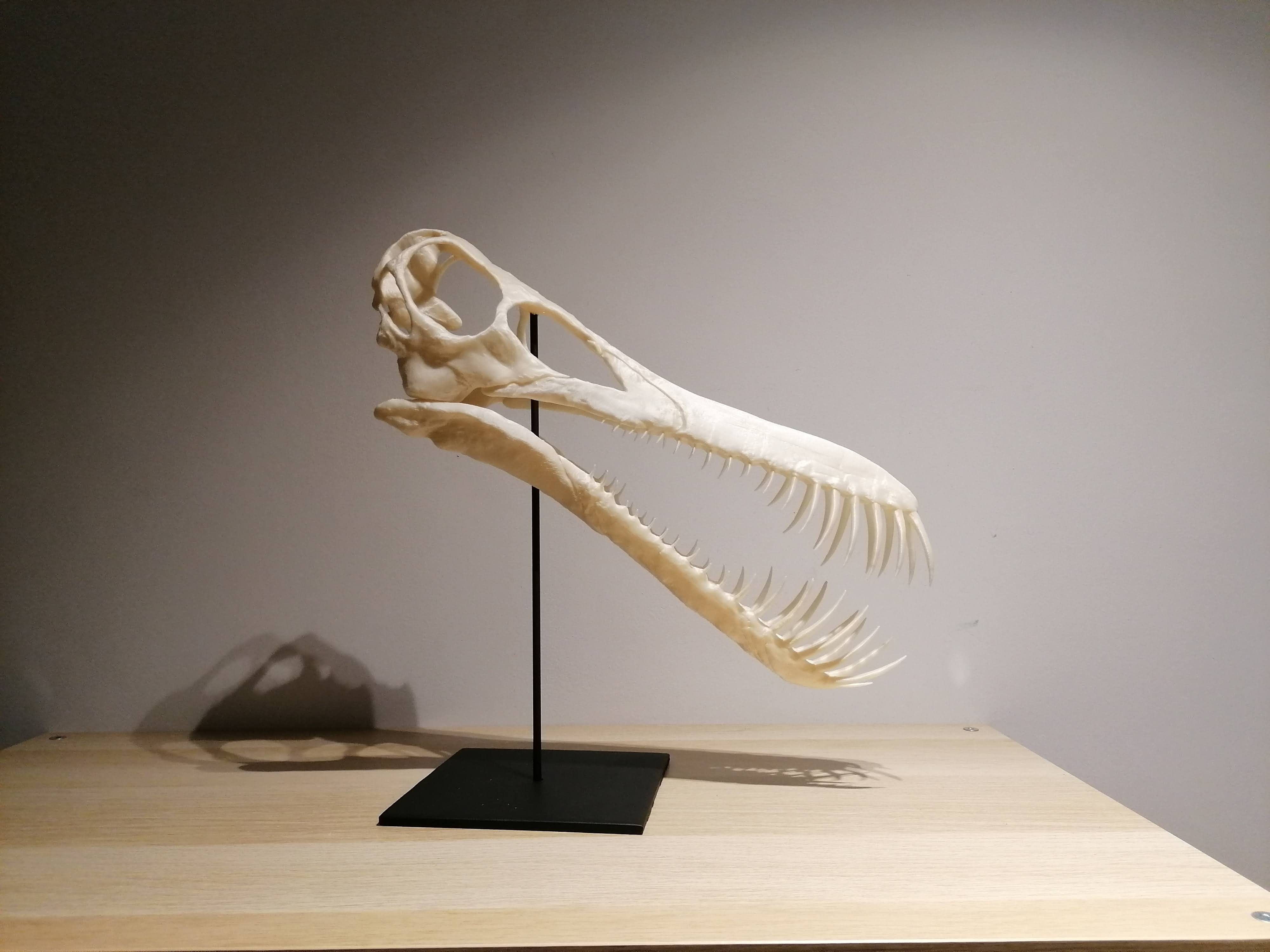 STL file Pterosaur skull - Boreopterus 💀・3D printable design to ...