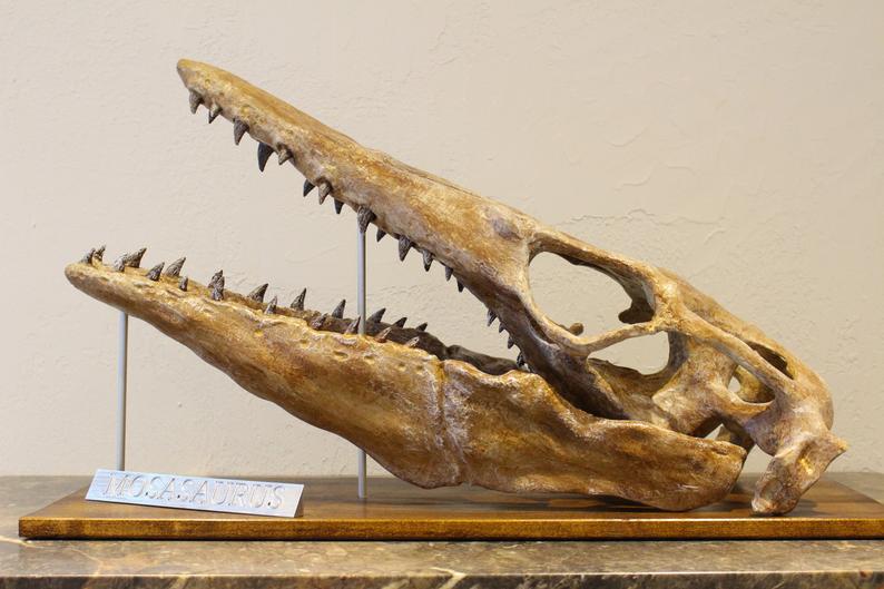 STL file Mosasaurus Skull 3D Print 💀・3D printing design to download・Cults