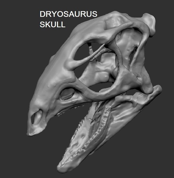 Файл STL Dryosaurus Altus - череп динозавра・Дизайн 3D-печати для ...
