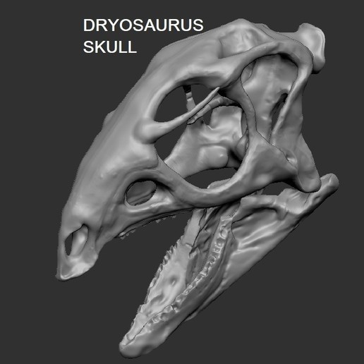 Download STL file Dryosaurus Altus - Dinosaur Skull • 3D print object ...