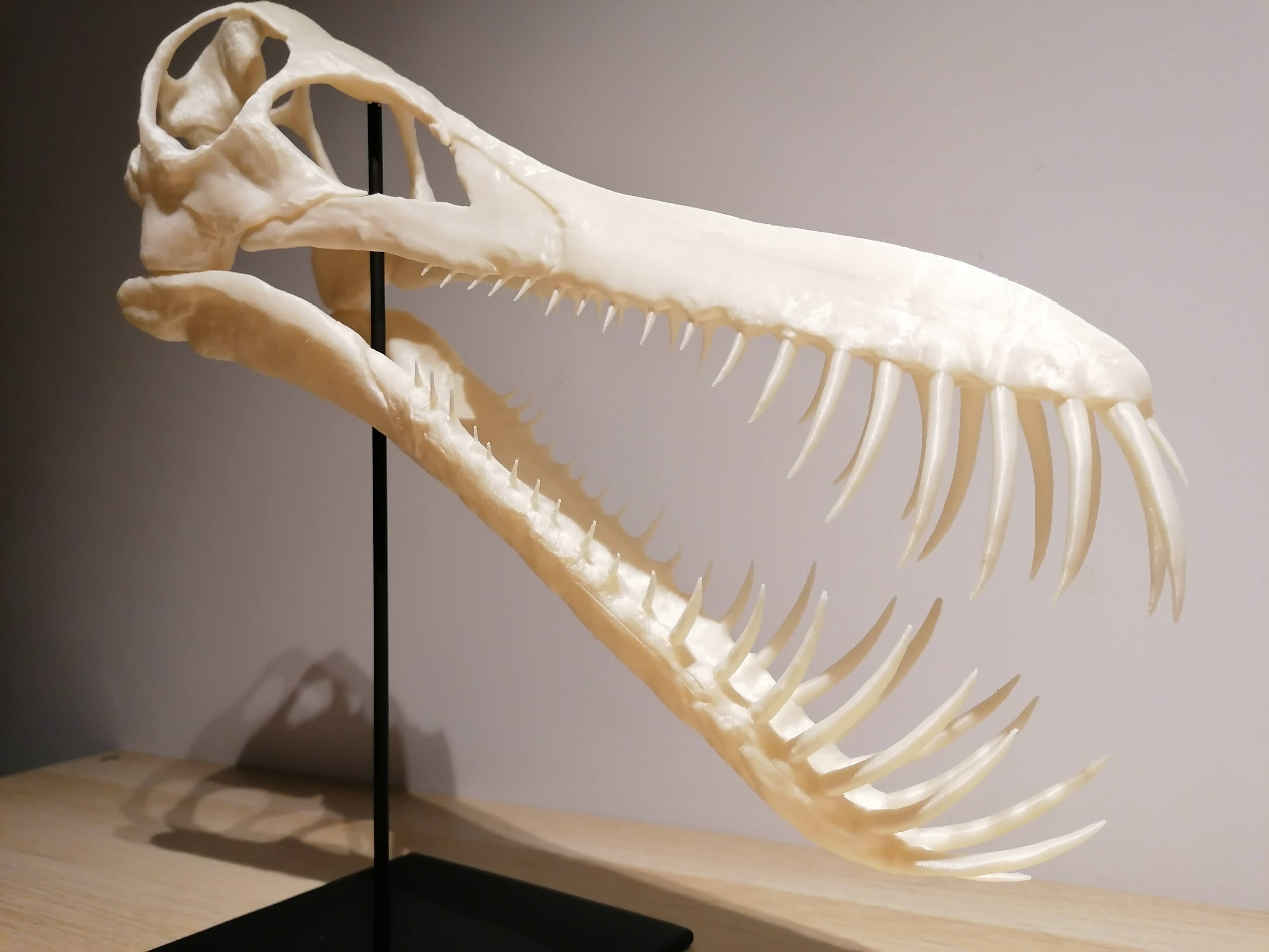 STL file Pterosaur skull - Boreopterus 💀・3D printable design to ...