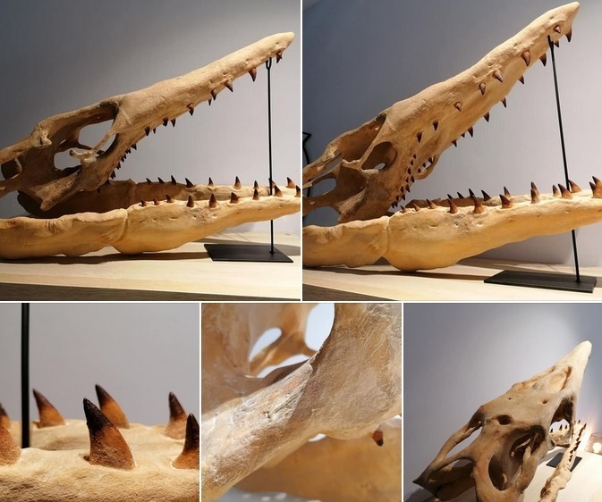 Giant Mosasaurs Skull
