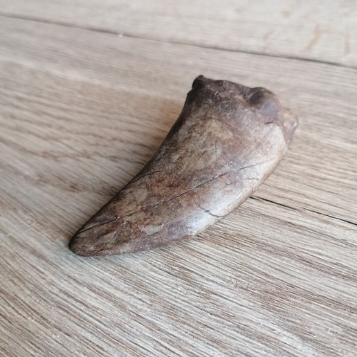 Download OBJ file Dinosaur Tooth - Tyrannosaurus indet. • 3D printable ...