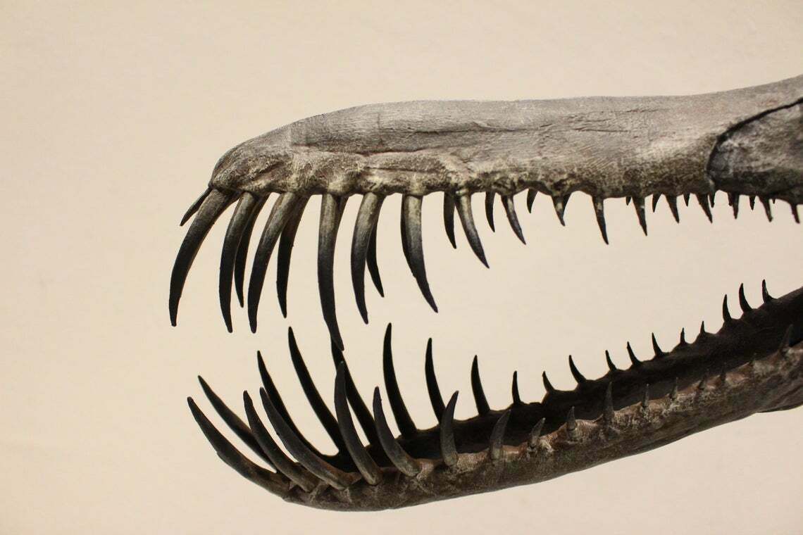 STL file Pterosaur skull - Boreopterus 💀・3D printable design to ...